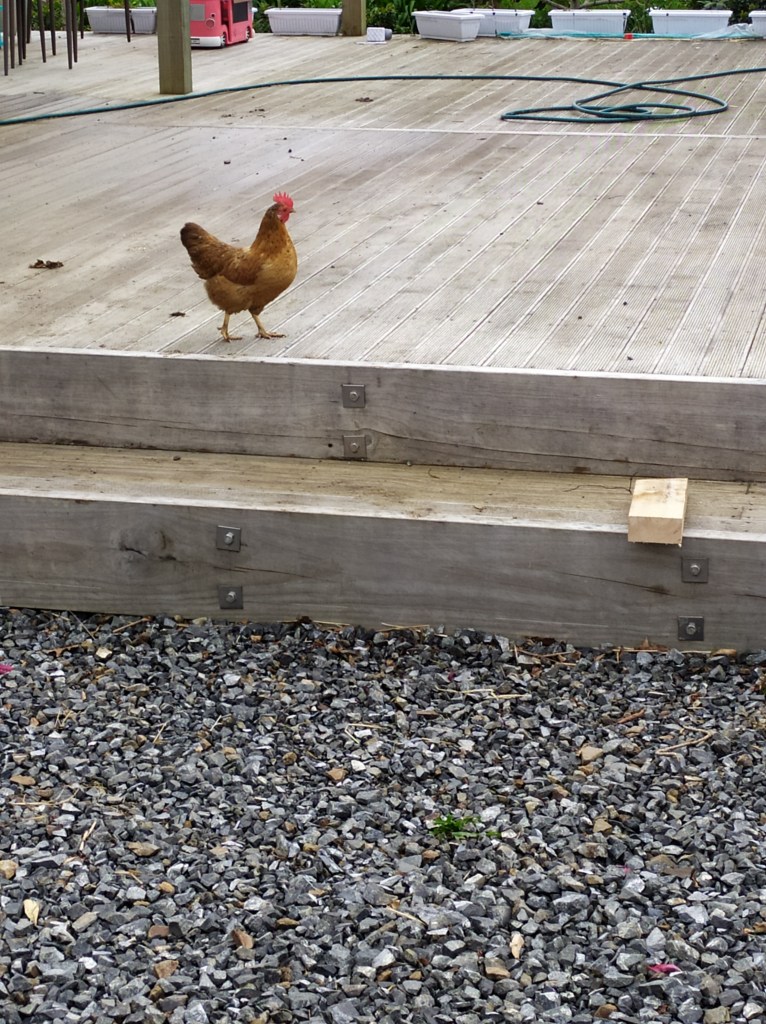 Plaasstorie: Die hoenders in. – Kreukels en plooie