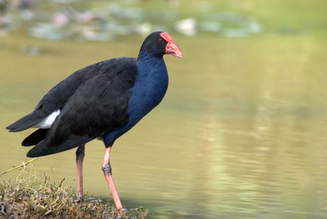 Drama op die plaas – Kreukels en plooie